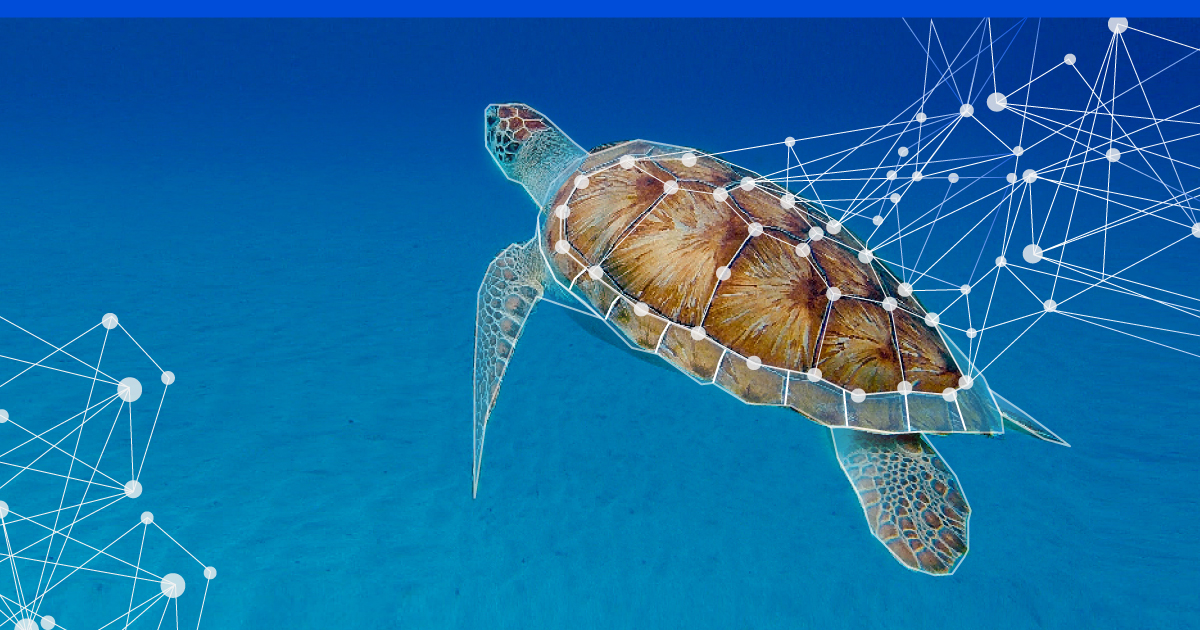 Enterprise Technology Company | Blue Turtle Technologies