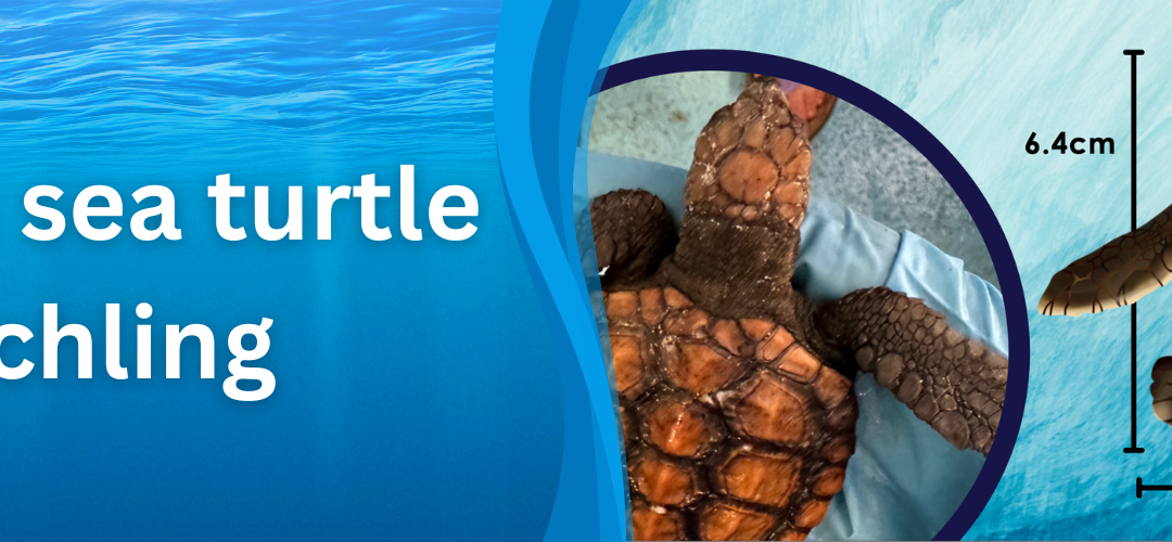 Meet Blue Turtle’s Newest Team Member: Blue the Turtle!